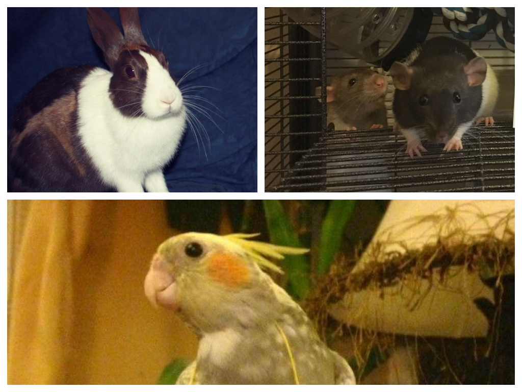 The funniest pets shaming photos (26 images)