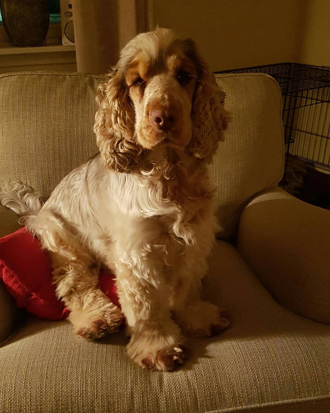 Comics about Coco the jolly and pessimist dog