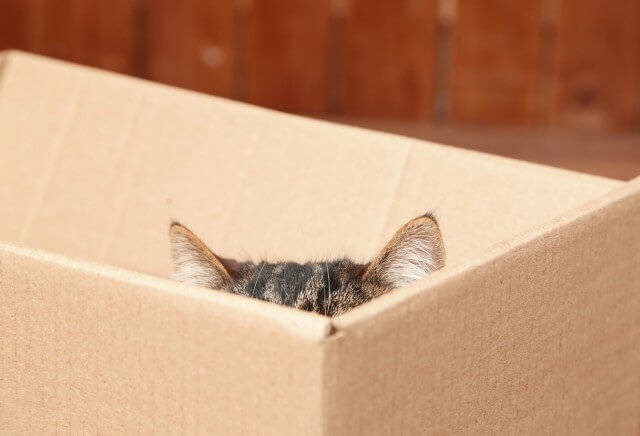 Funny cats in boxes (21 images)