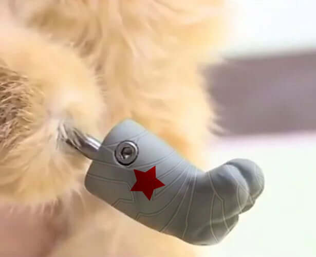 First cat gets 4 bionic paws in Russia!