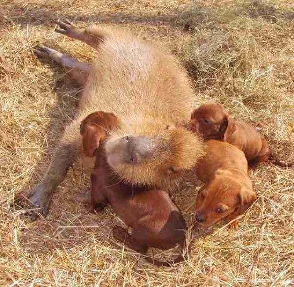 Capybaras - Disney Princesses in the Animal World